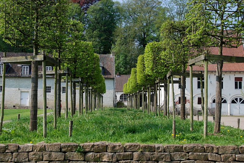 UDENHOUT TREES | Rood Klooster, Oudergem (Brussel)