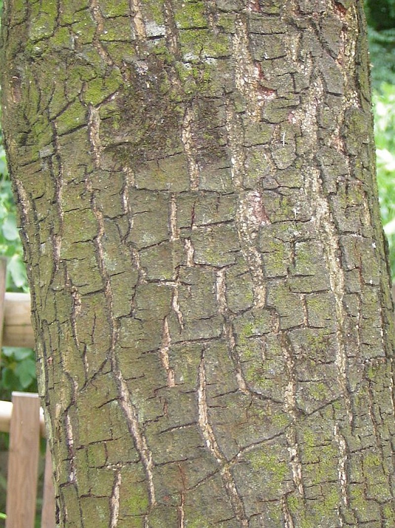 UDENHOUT TREES | Quercus ilex