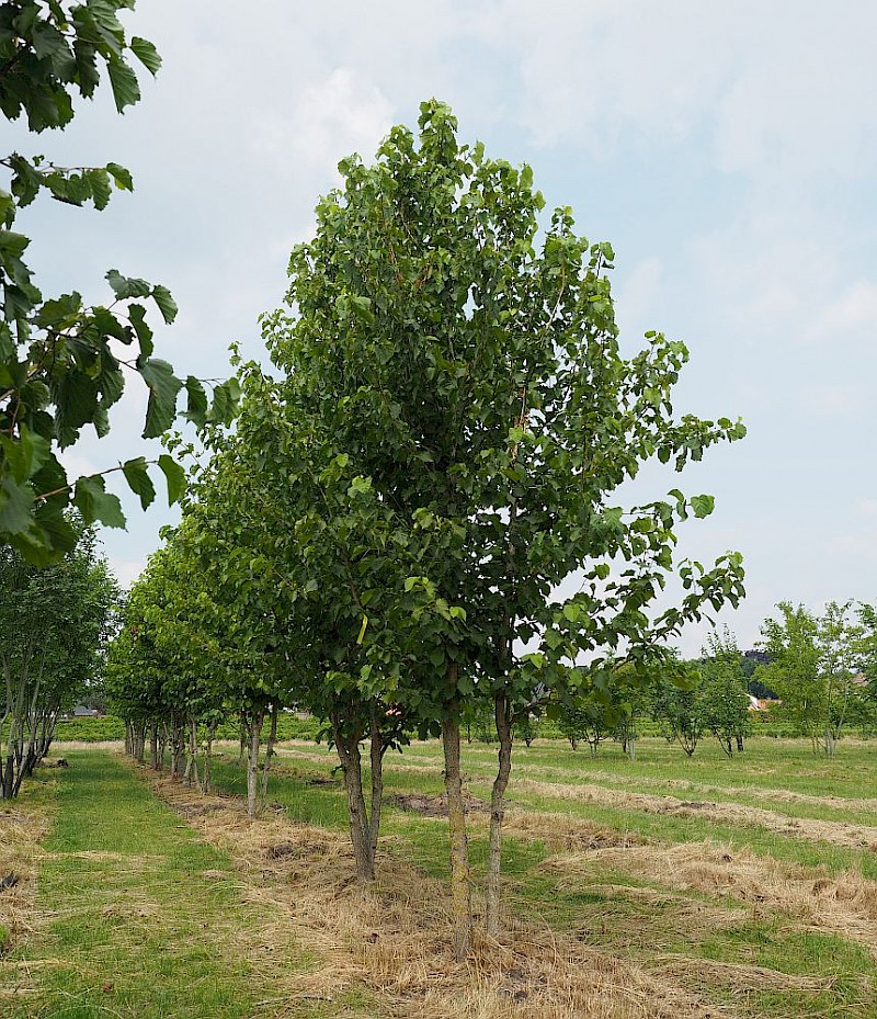 UDENHOUT TREES | Corylus colurna