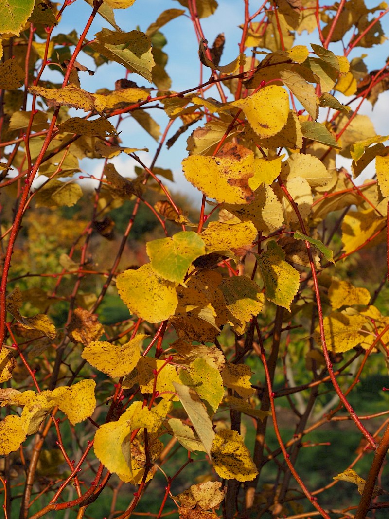 UDENHOUT TREES | Tilia cordata 'Winter Orange'