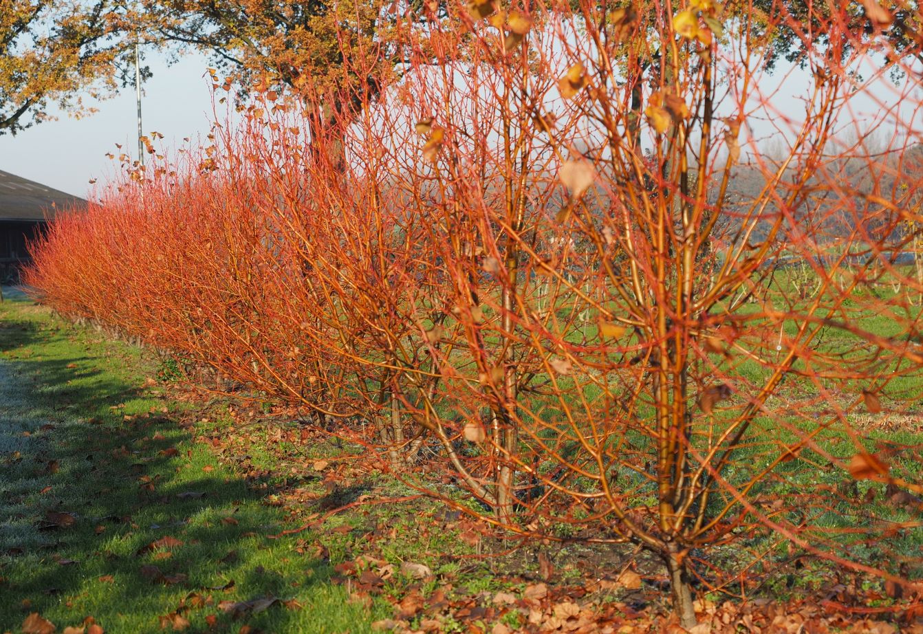 UDENHOUT TREES | Tilia cordata 'Winter Orange'