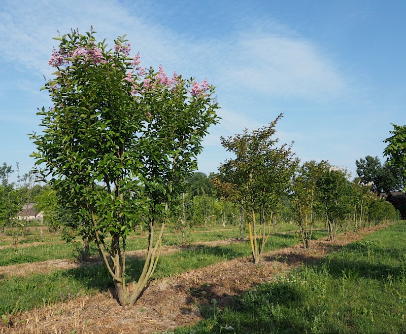 UDENHOUT TREES | Lagerstroemia x 'Muskogee'