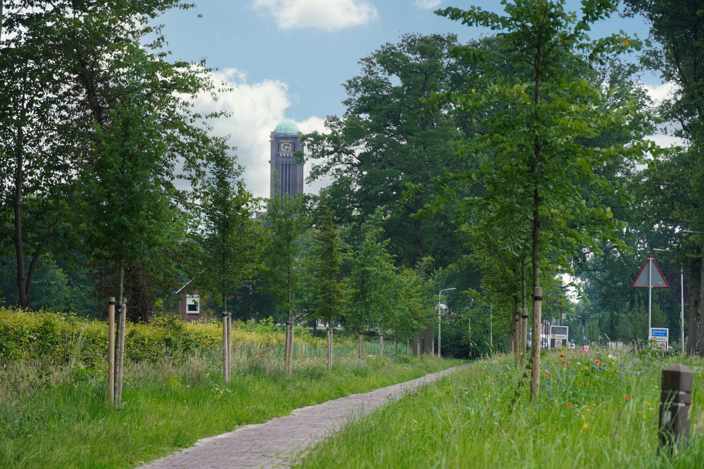 UDENHOUT TREES | Schoorstraat, Udenhout