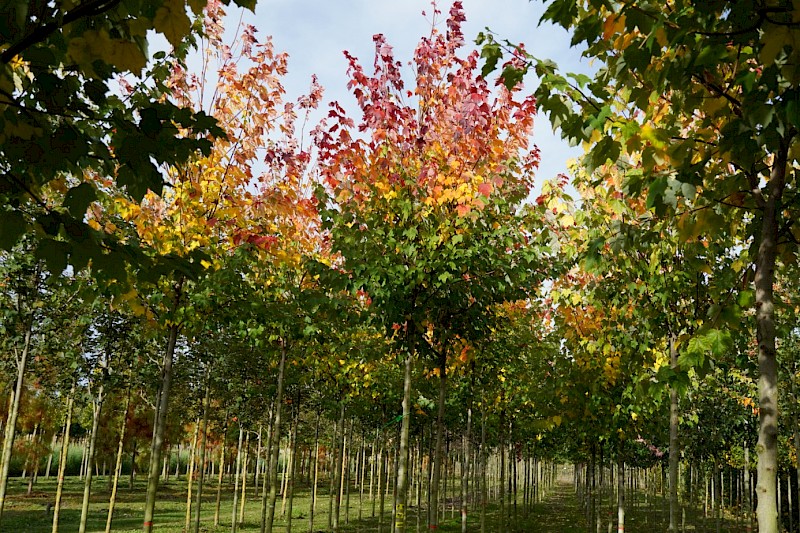 UDENHOUT TREES | Acer rubrum 'Scanlon'