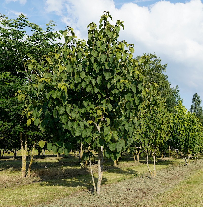 UDENHOUT TREES | Davidia involucrata var. vilmoriniana