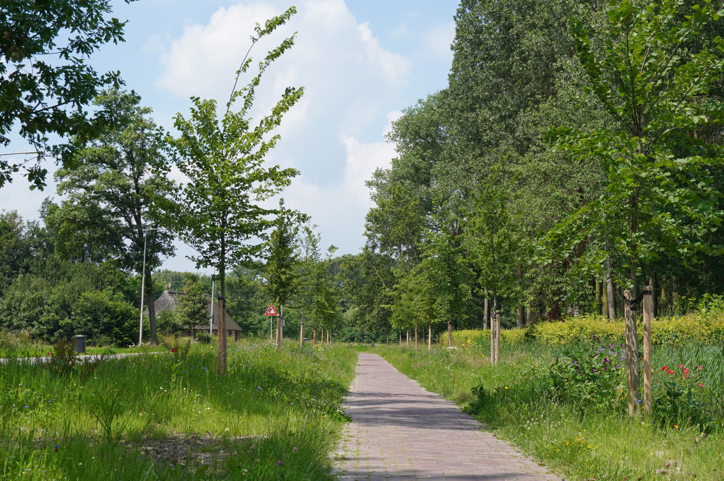 UDENHOUT TREES | Ulmus laevis