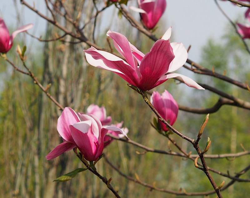 UDENHOUT TREES | Magnolia 'Spectrum'