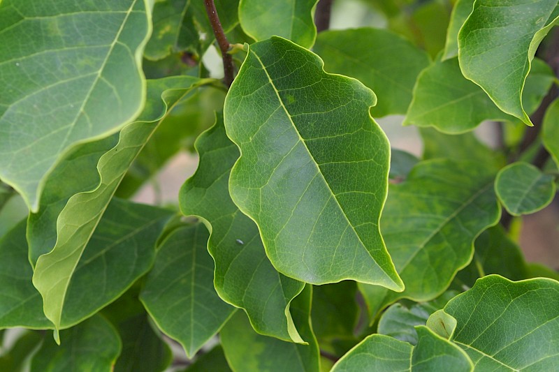 UDENHOUT TREES | Magnolia 'Galaxy'