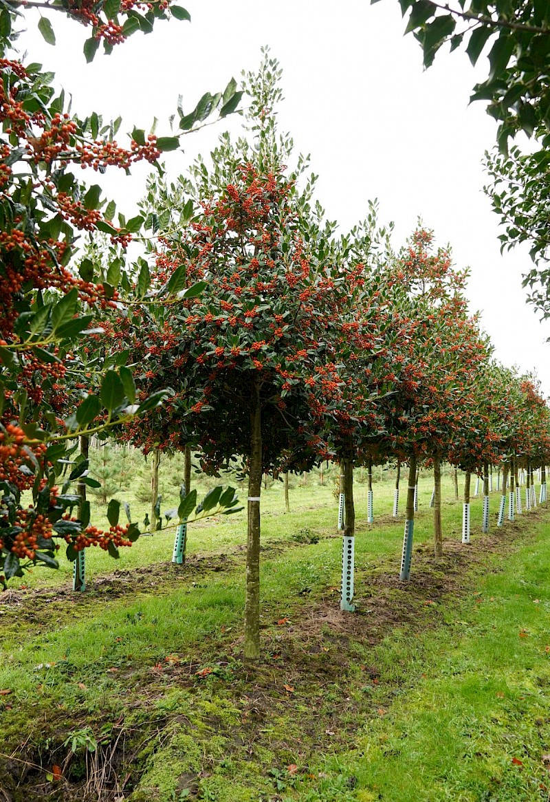 UDENHOUT TREES | Ilex 'Nellie R. Stevens'